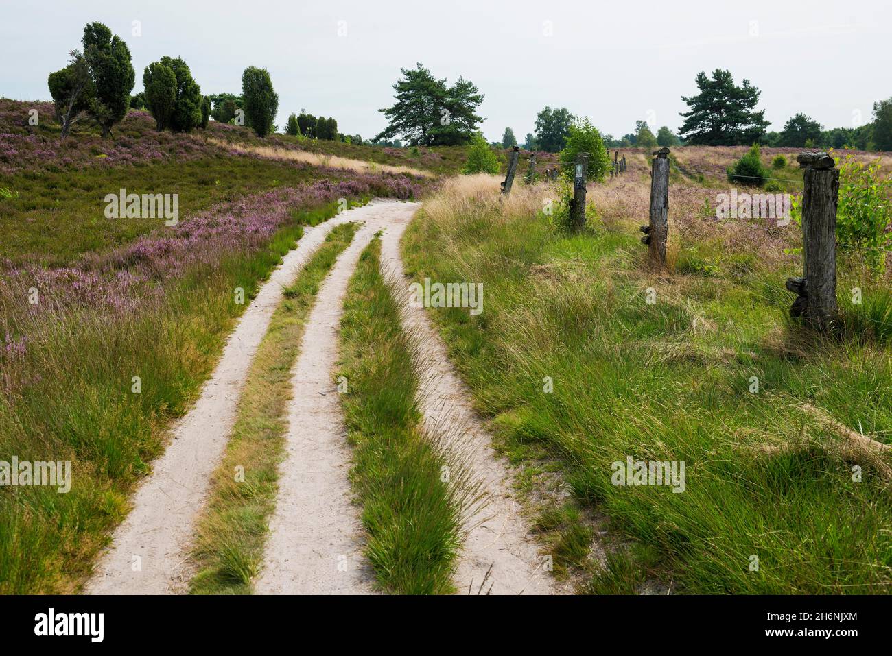 Flowering heath and hiking trail, near Undeloh, Lueneburg Heath nature ...