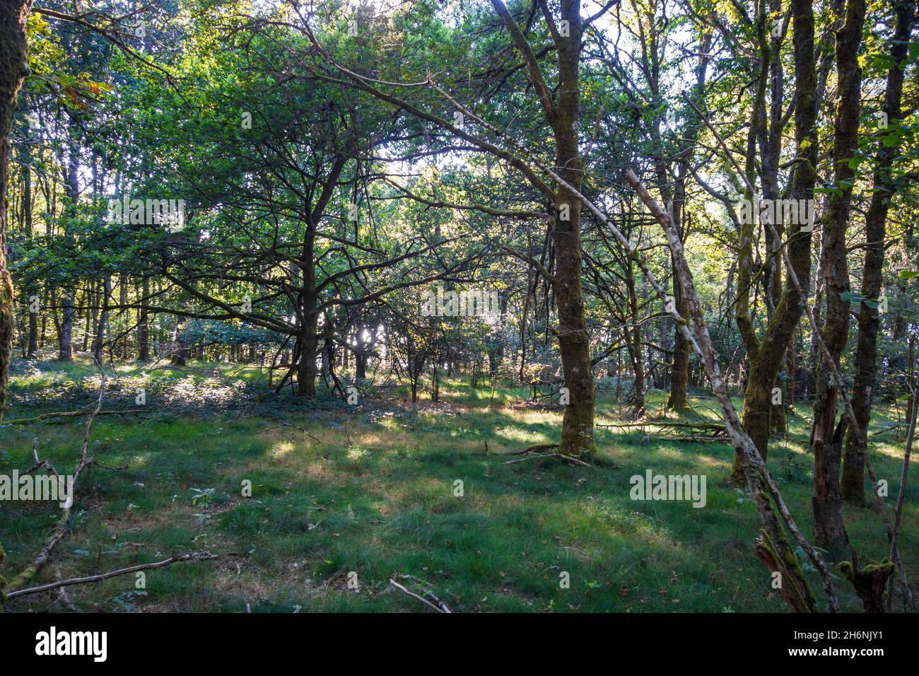 Forest around the Lake of Vassiviere, Limousin, France Stock Photo - Alamy