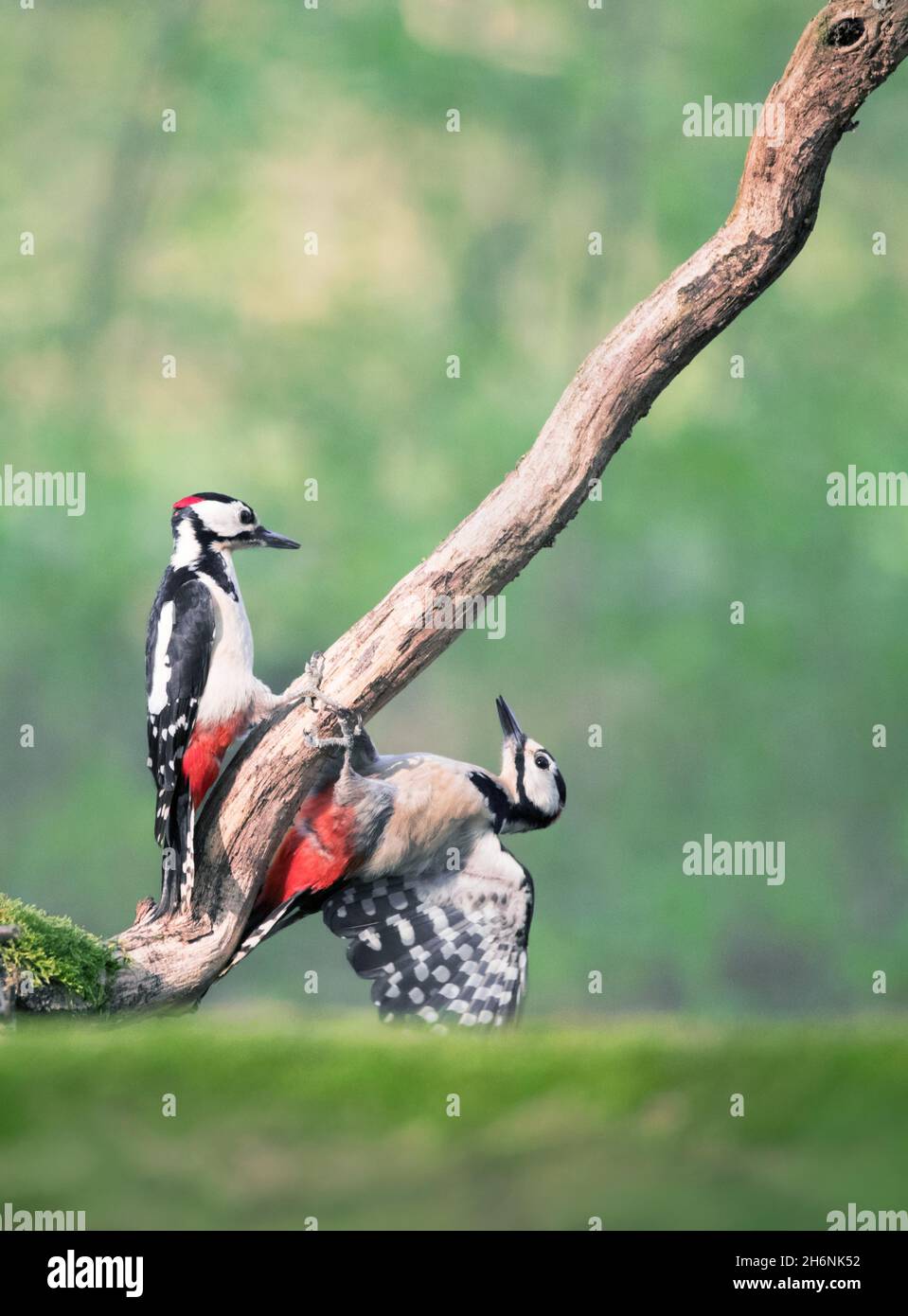 Great spotted woodpecker (Dendrocopos major), mating flights on dead ...