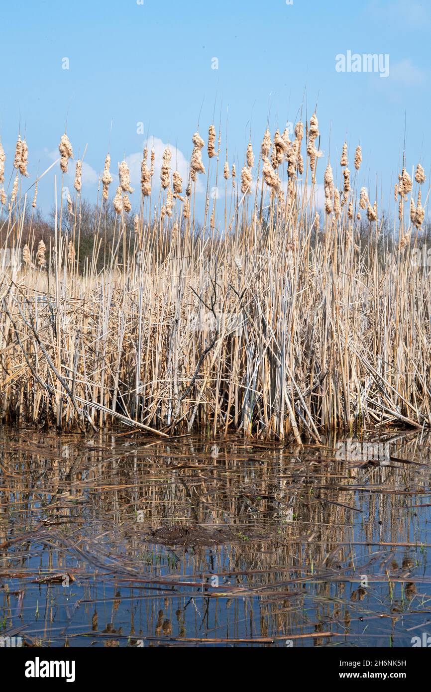 Reed in nature hi-res stock photography and images - Alamy