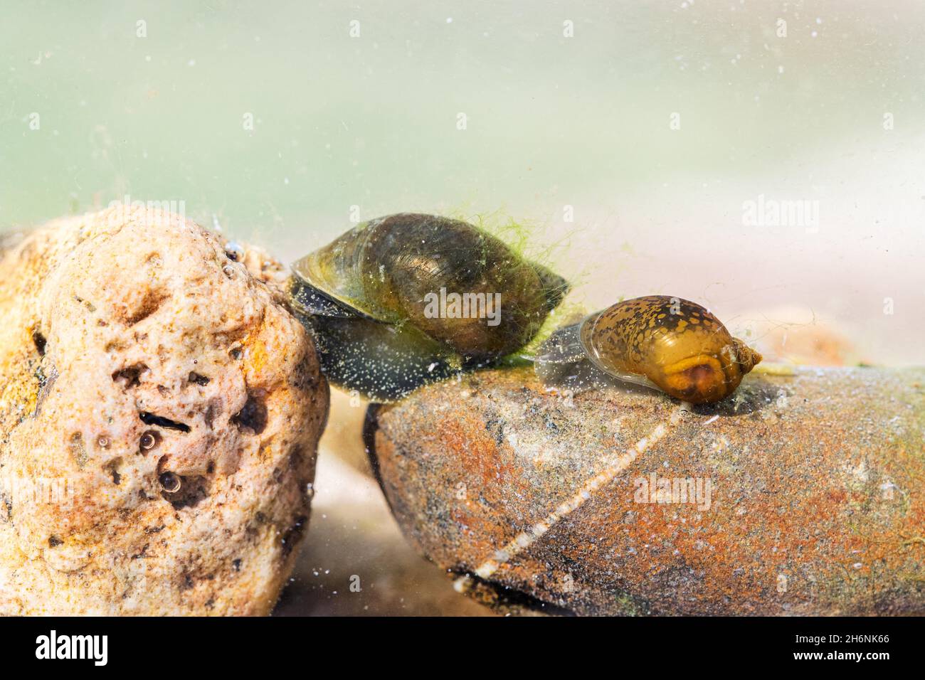 Two bladder snails (Physidae) sitting on a stone at the bottom of a ...