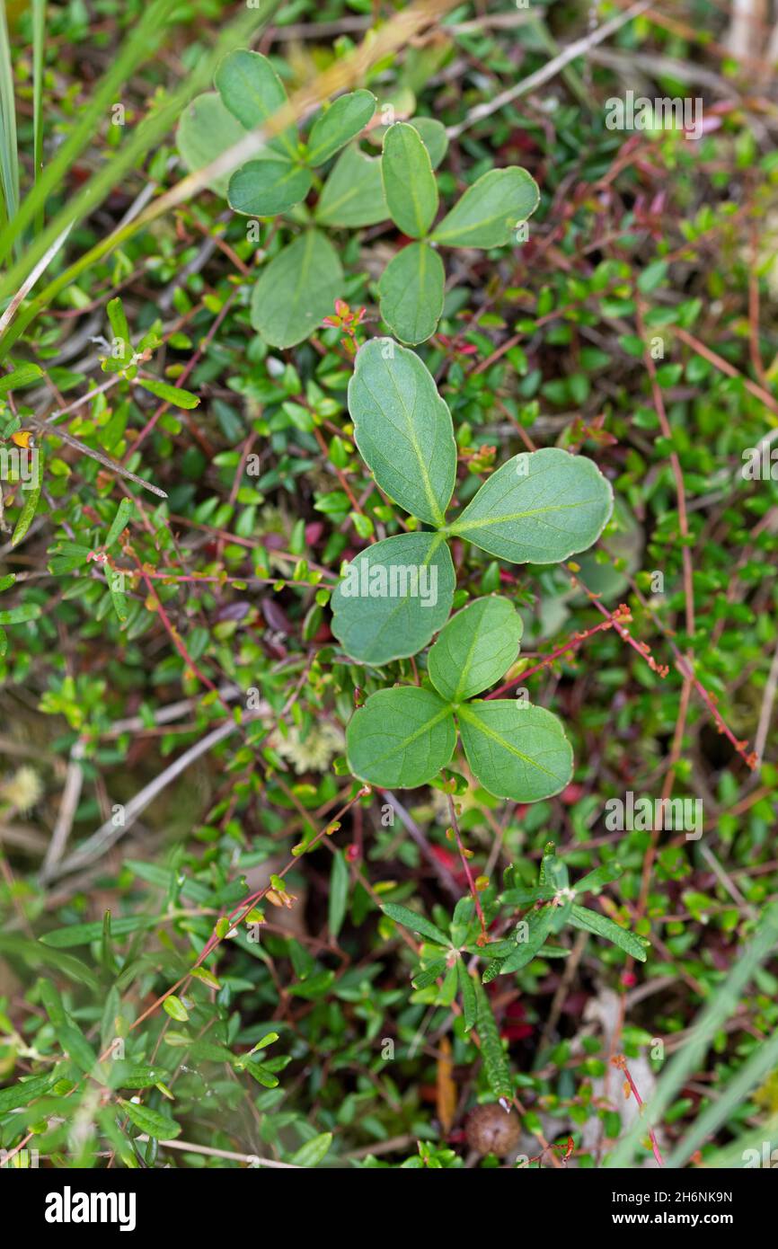 Bog bean (Menyanthes trifoliata), leaves from above, Esterfelder Moor ...
