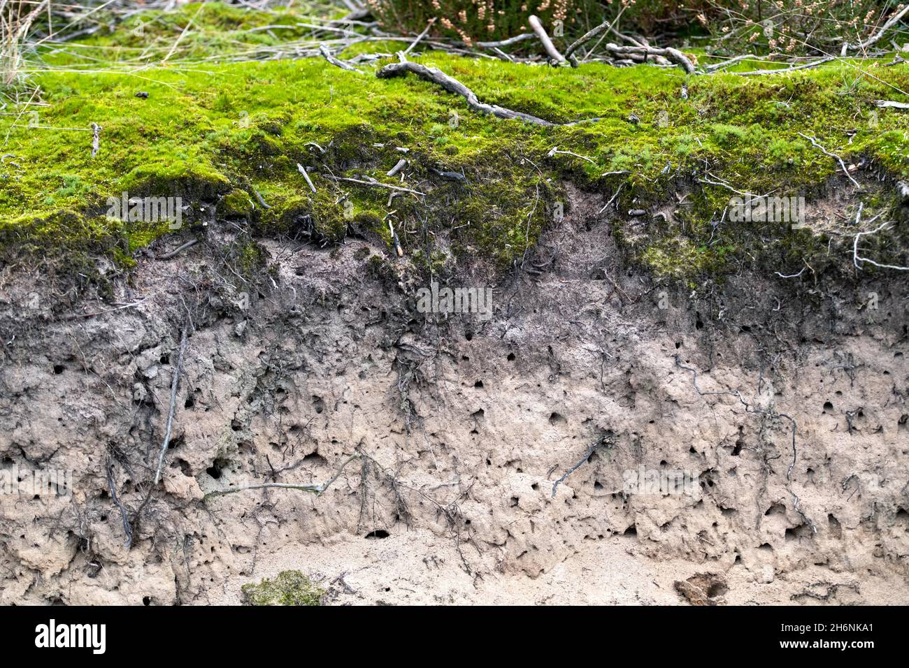 Insect screen hi-res stock photography and images - Alamy