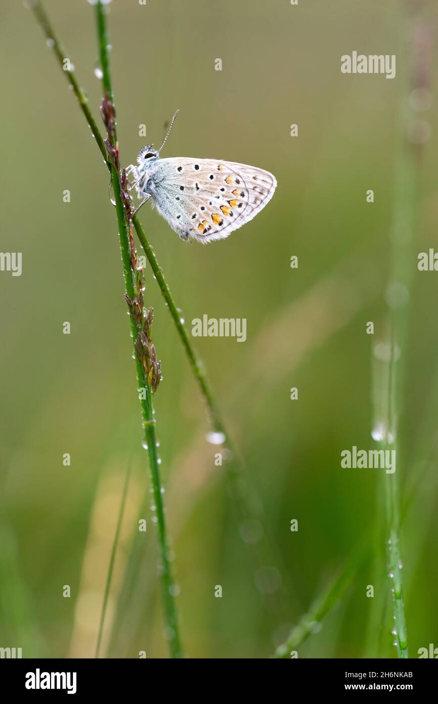 Gossamer winged butterfly (Lycaenidae), sitting on blade of grass in ...