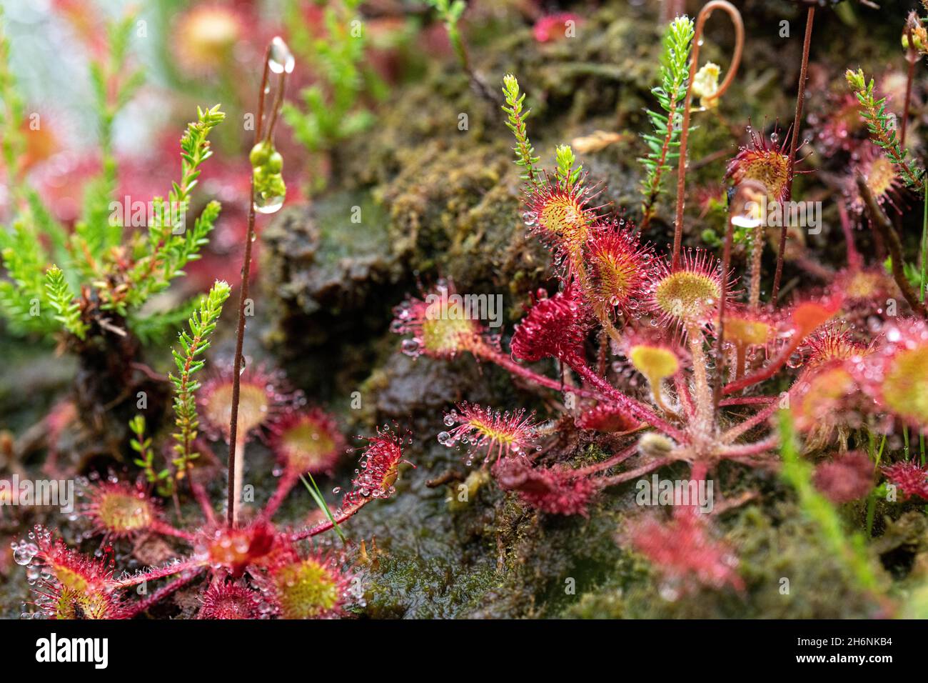 Round-leaved common sundew (Drosera rotundifolia), complete plant in ...