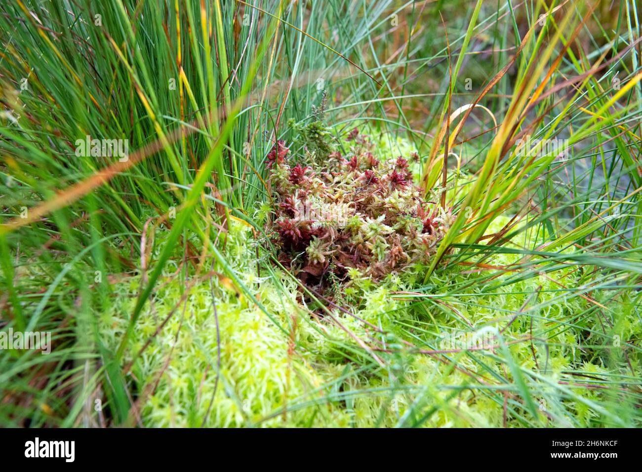 Schlenkentorf moss hi-res stock photography and images - Alamy