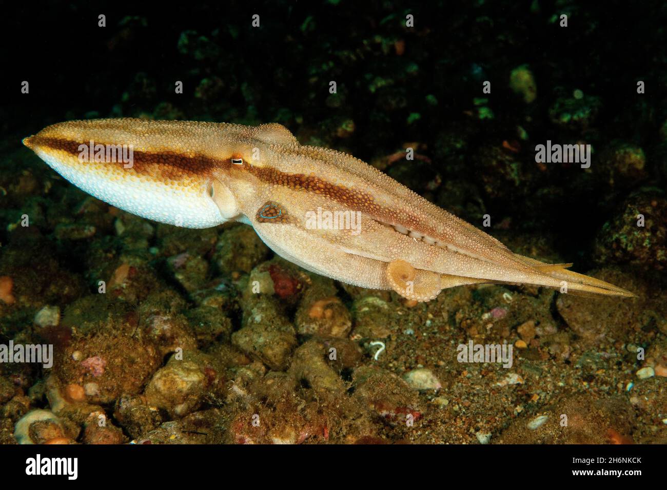 Highly venomous ocellatus octopus (Amphioctopus mototi), Pacific Ocean ...