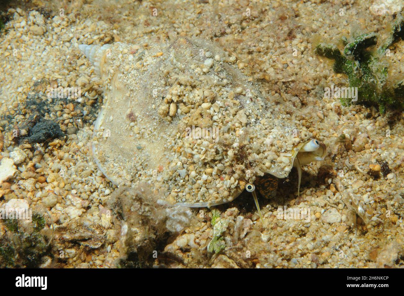 Triton's trumpet (Charonia tritonis) camouflaged with sand stretches ...