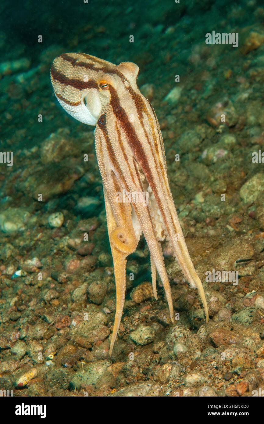 Highly venomous ocellatus octopus (Amphioctopus mototi), Pacific Ocean ...