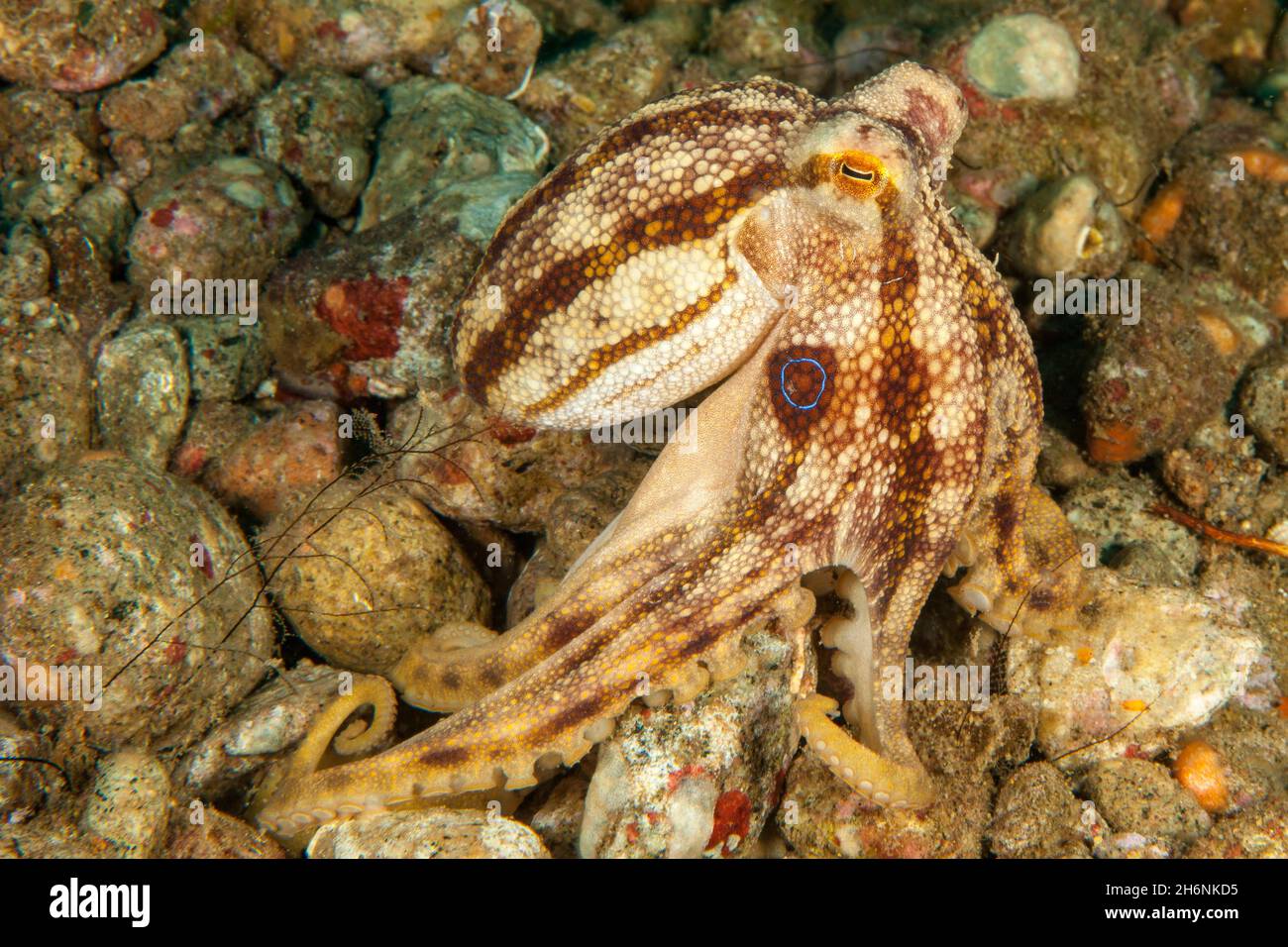 Highly venomous ocellatus octopus (Amphioctopus mototi), Pacific Ocean ...