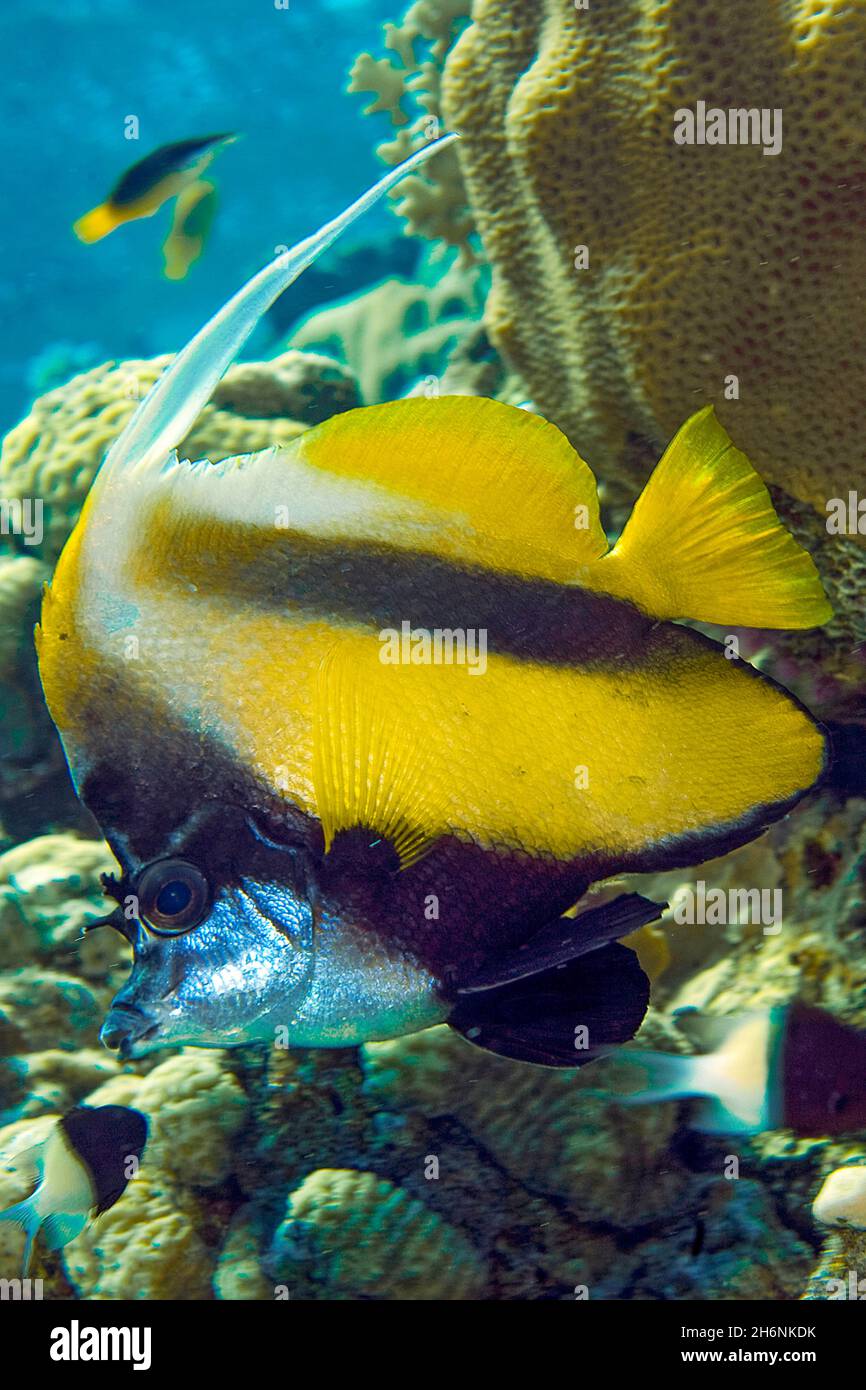 Pennant coral fish hi-res stock photography and images - Alamy