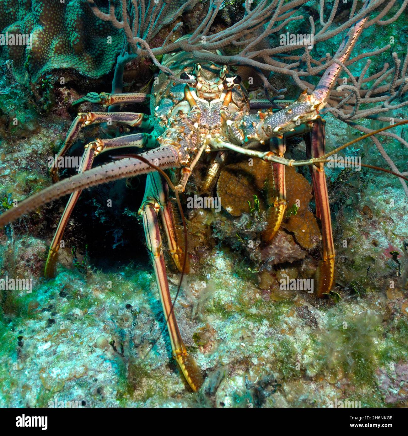 Caribbean spiny lobster hi-res stock photography and images - Alamy