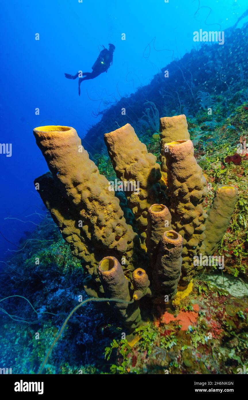 Yellow-green candle sponge (Aplysina fistularis), diver in the ...
