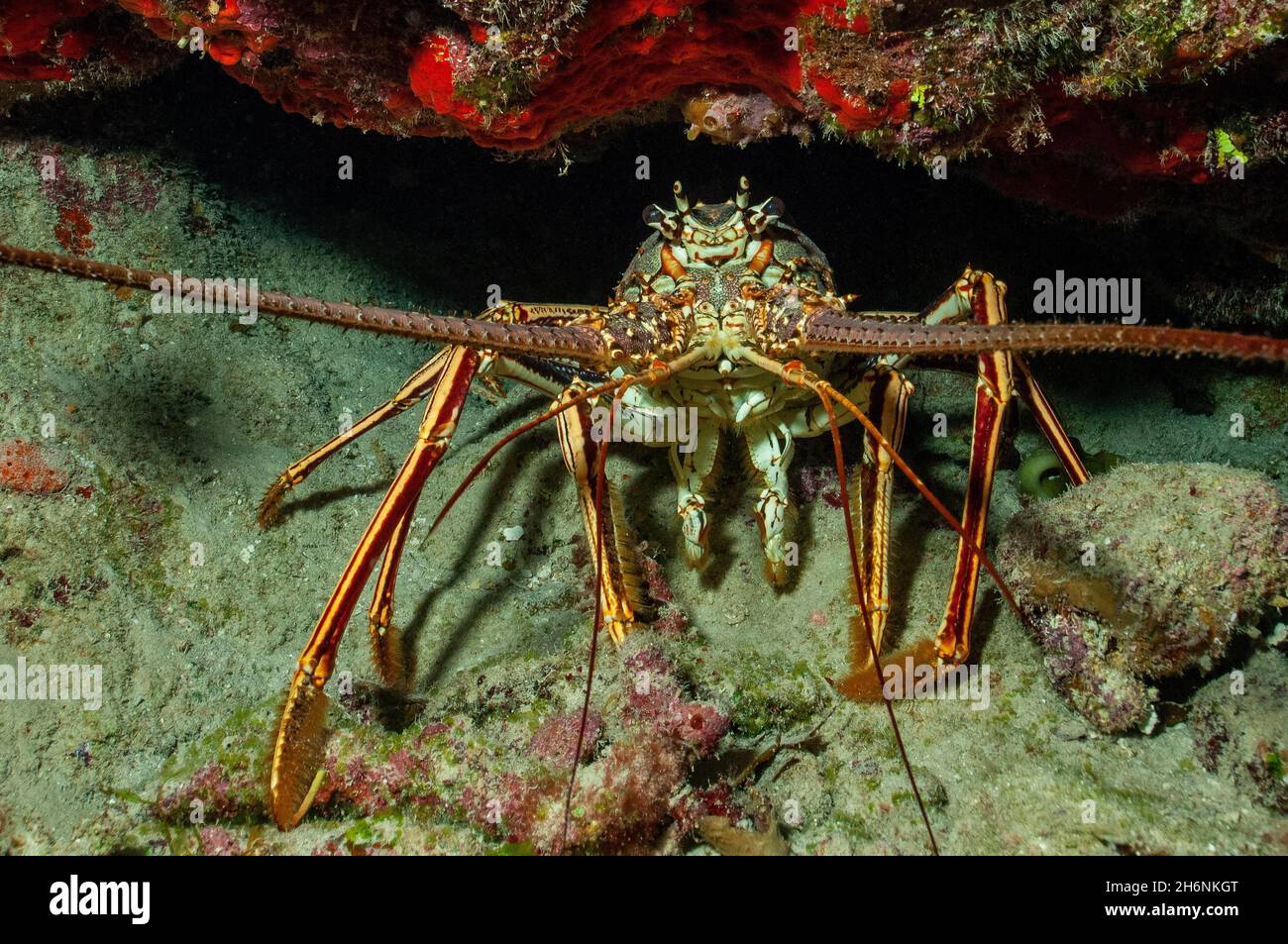 Caribbean caribbean spiny crayfish (Panulirus argus), Caribbean ...