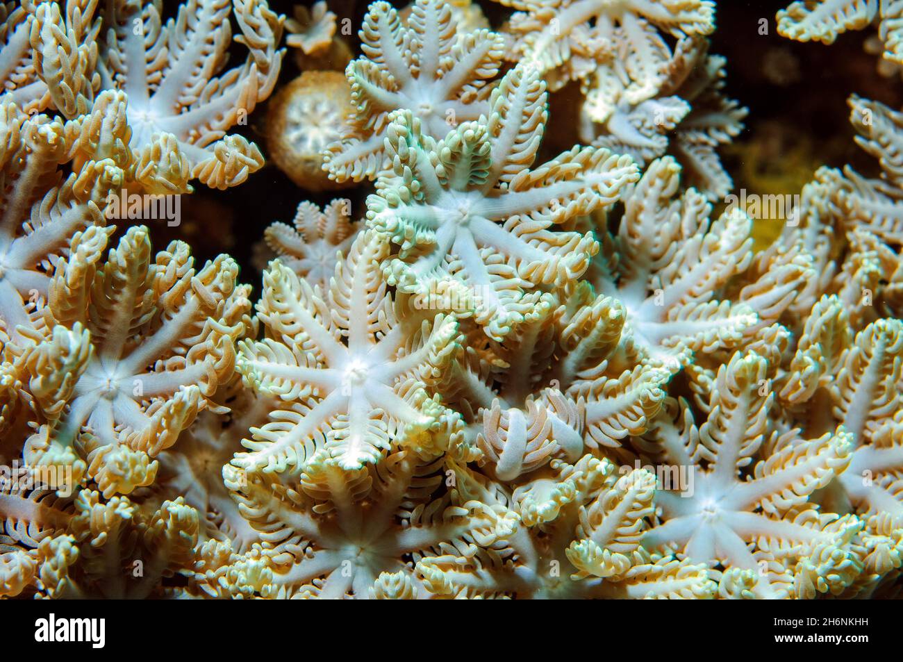 Opened active polyps of pump coral (Xenia umbellata), Red Sea, Ras ...