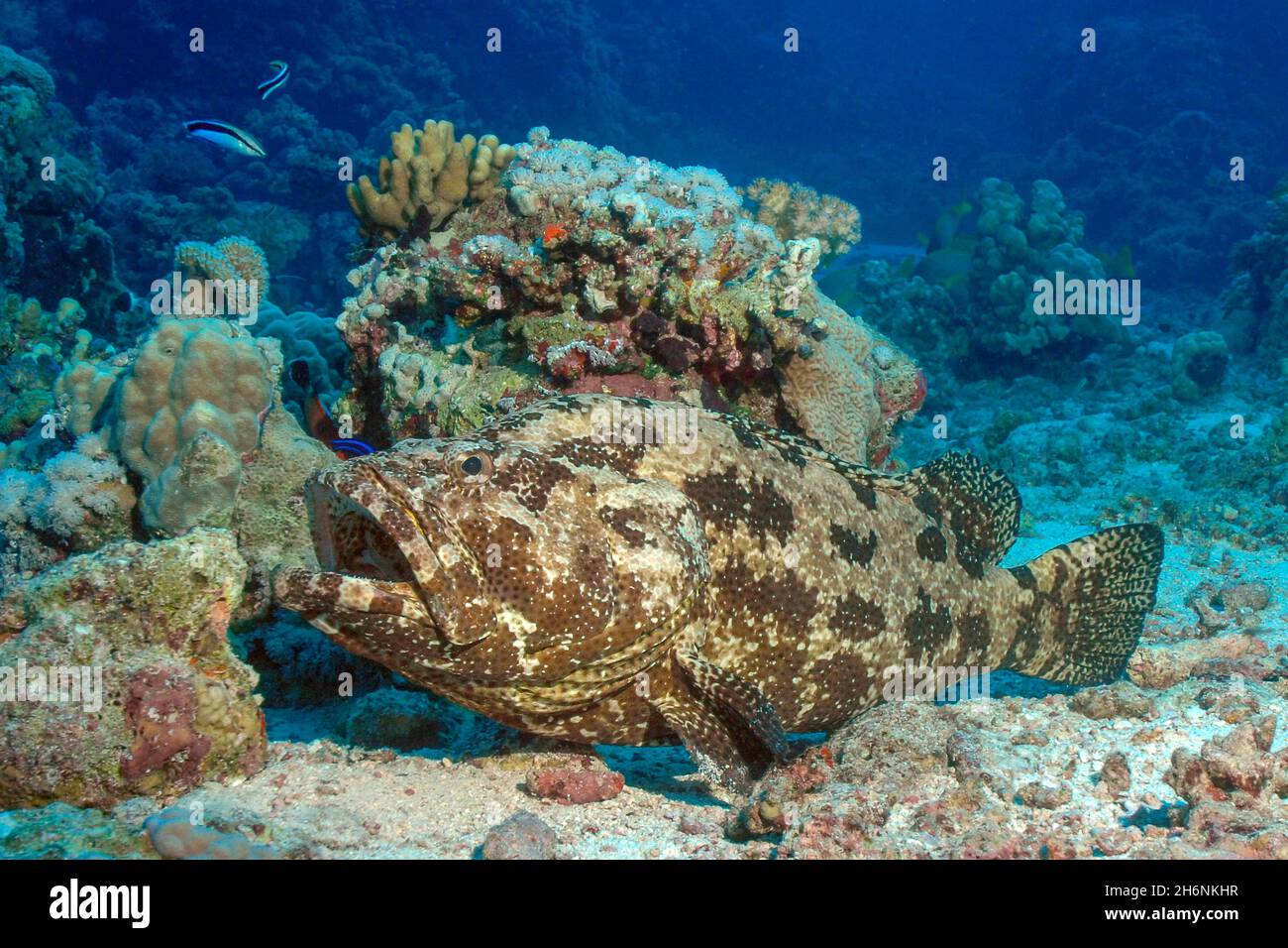 Bullhead grouper (Epinephelus fuscoguttatus) lying on seabed in coral ...