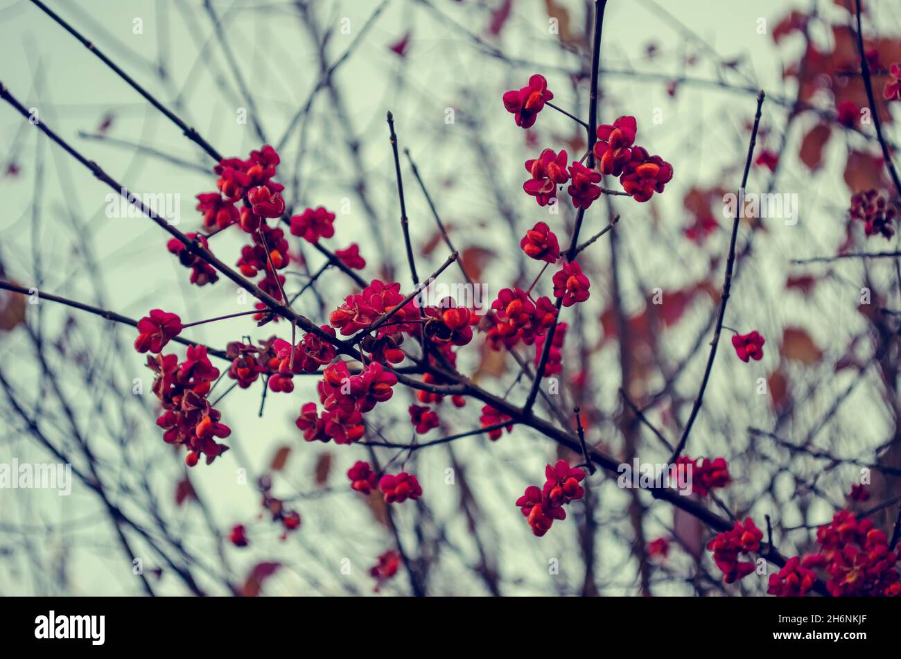 Fruits of the spindle-tree in autumn Stock Photo - Alamy