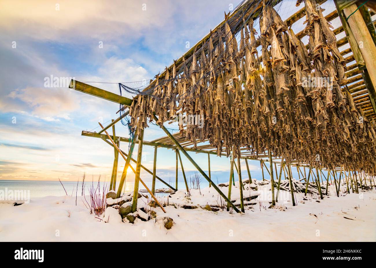 Cod stockfish drying on rack, Hamnoya, Moskenesoy, Lofoten, Norway ...