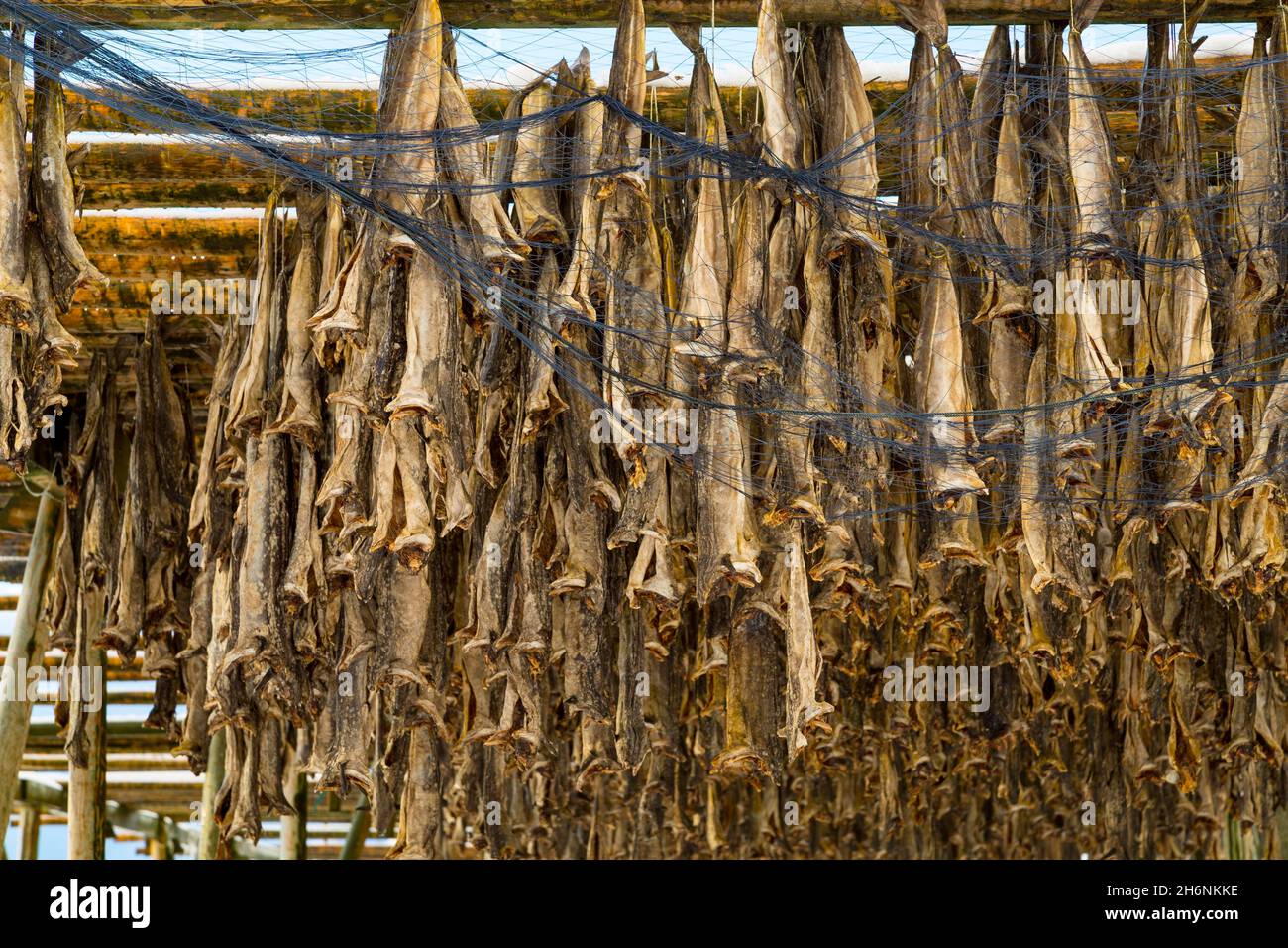 Cod stockfish drying on rack, Hamnoya, Moskenesoy, Lofoten, Norway ...