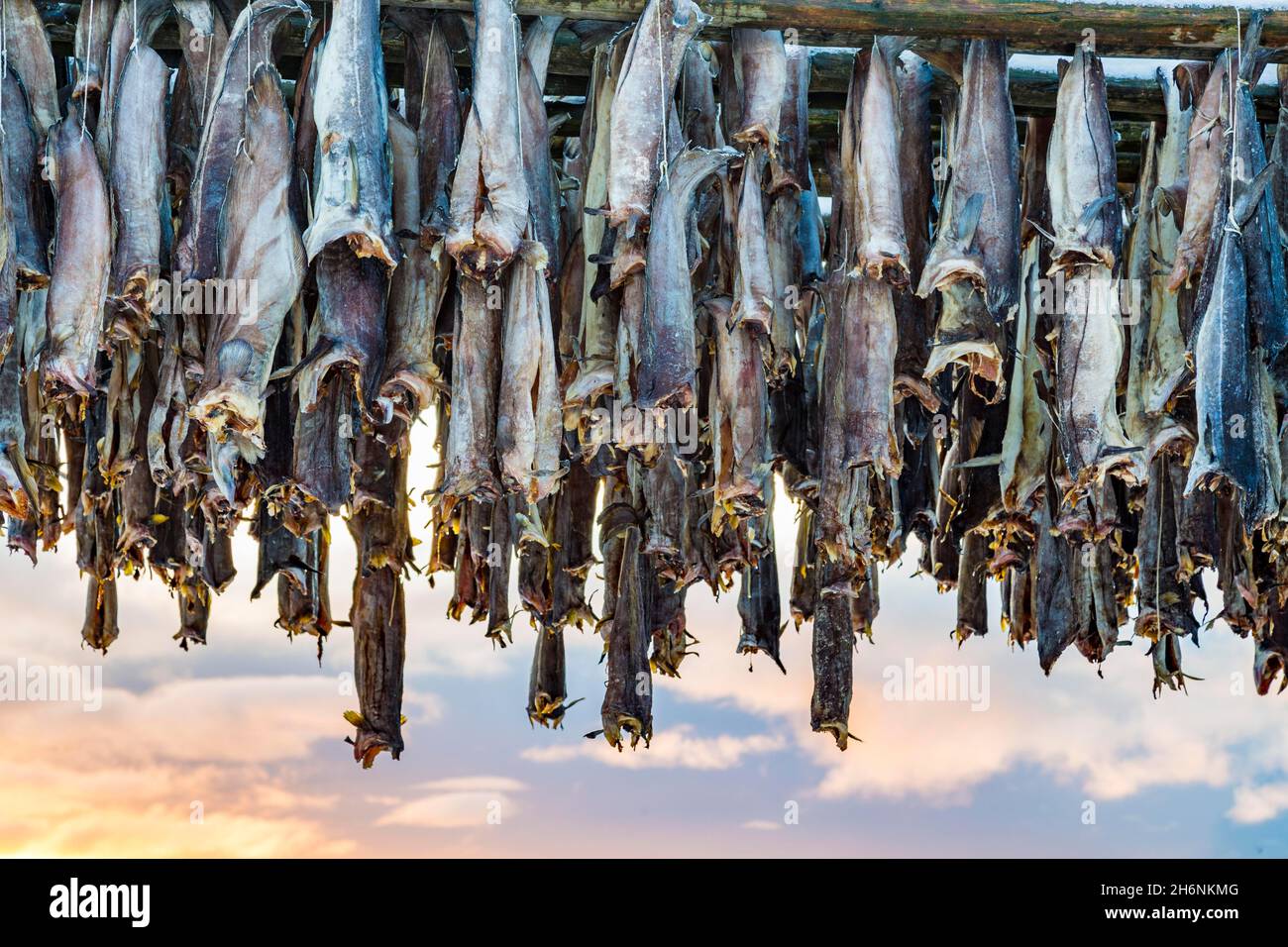 Cod stockfish drying on rack, Hamnoya, Moskenesoy, Lofoten, Norway ...