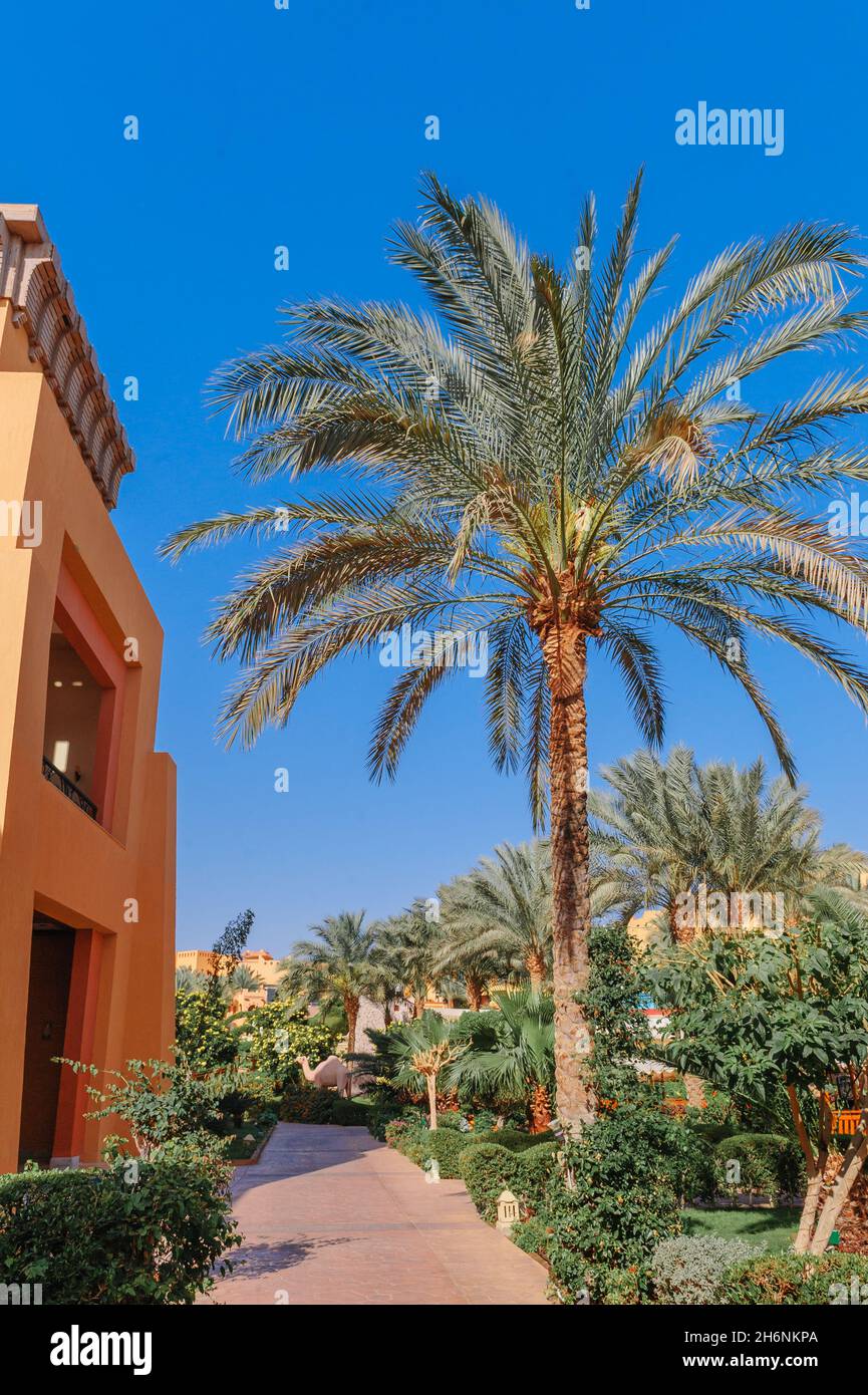 Luxury holiday villa with palm tree Stock Photo - Alamy