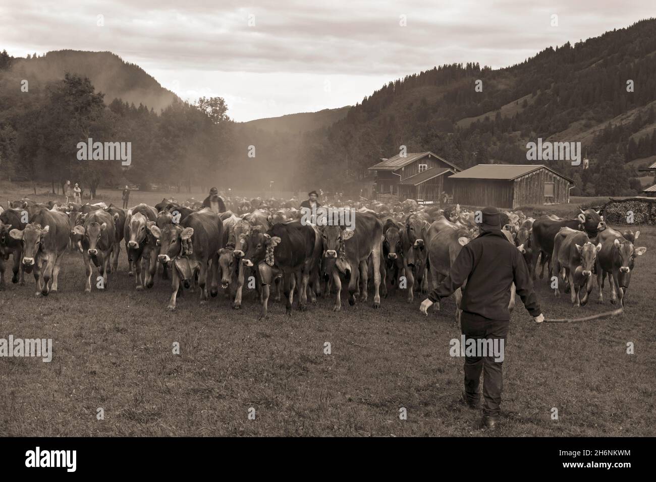 Allgaeu cows are gathered for cattle seperation in the valley ...
