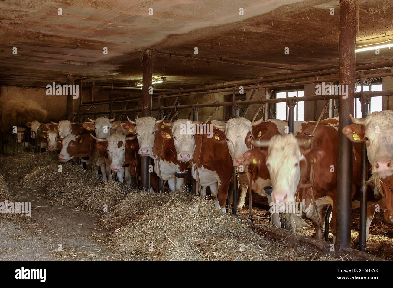 Dairy cows at the feeding fence in the cow shed, Bavaria, Germany Stock ...