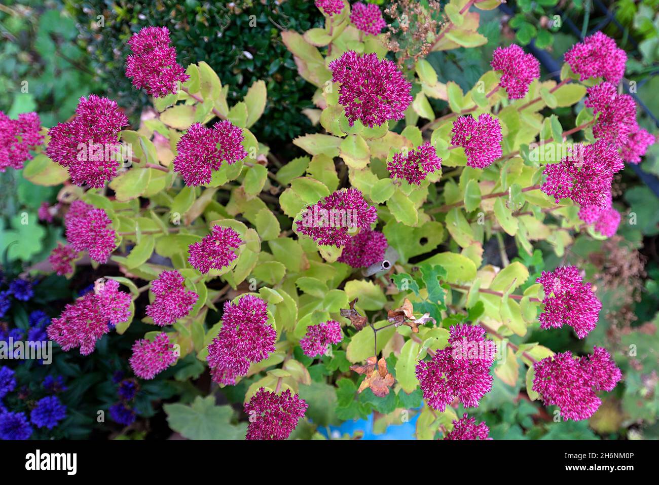 Orpine (Sedum telephium), Bavaria, Germany Stock Photo - Alamy