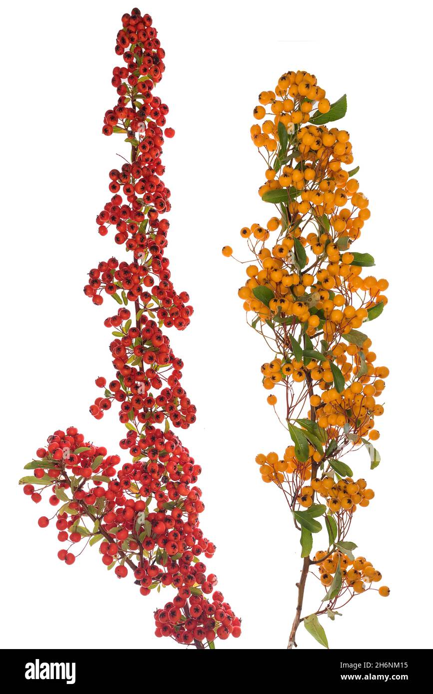 Left Red Firethorn (Pyracantha koidzumii), right scarlet firethorn ...
