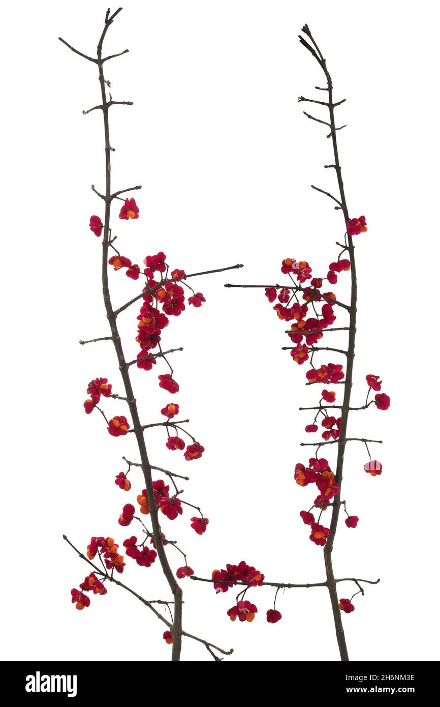 Flowers on spindle bush, also european spindle (Euonymus europaeus) on ...