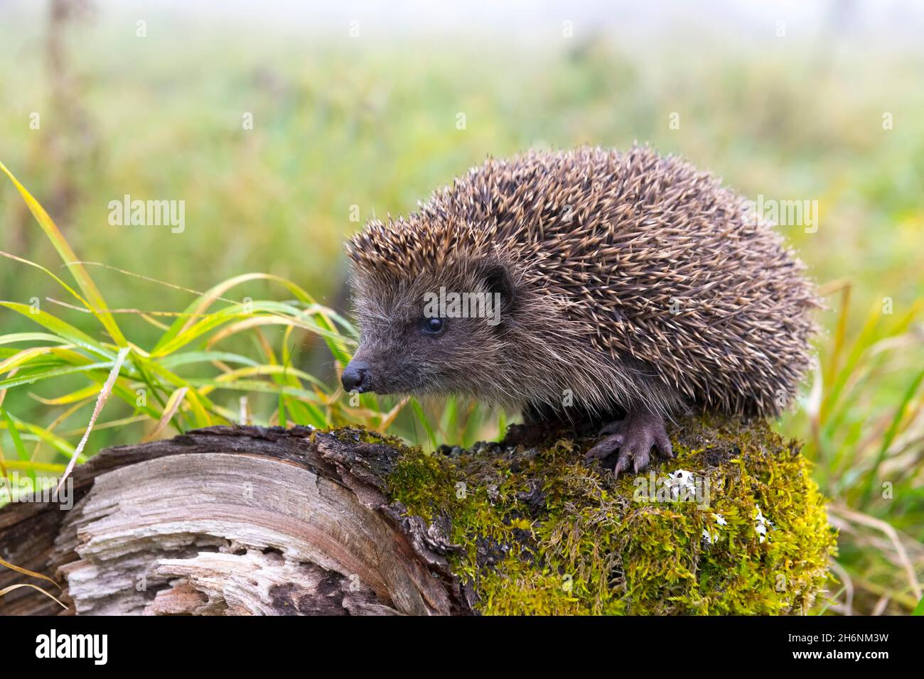 European hedgehog (Erinaceus europaeus) in autumn, Germany Stock Photo ...