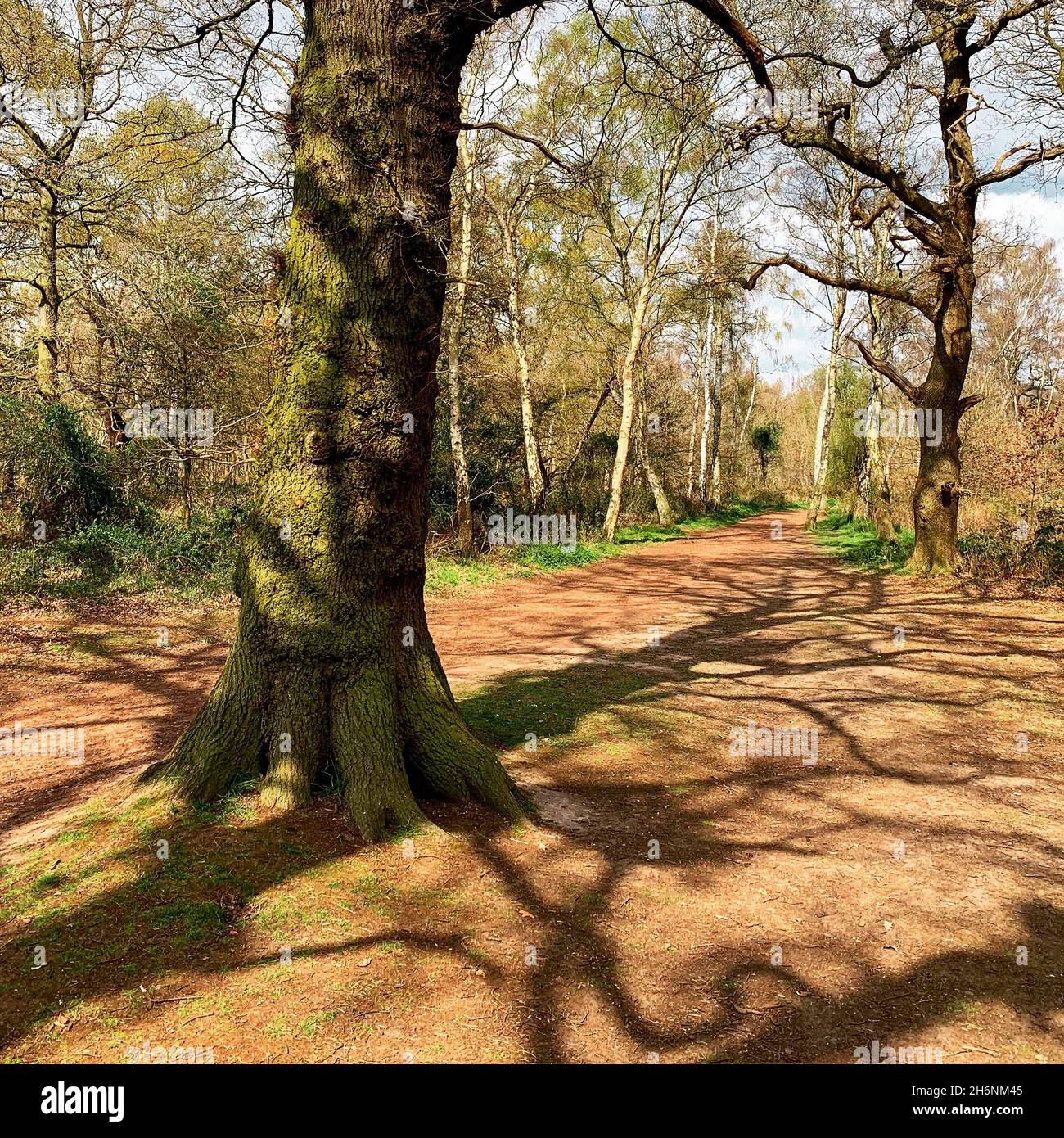 Sherwood Forest, Great Britain Stock Photo - Alamy