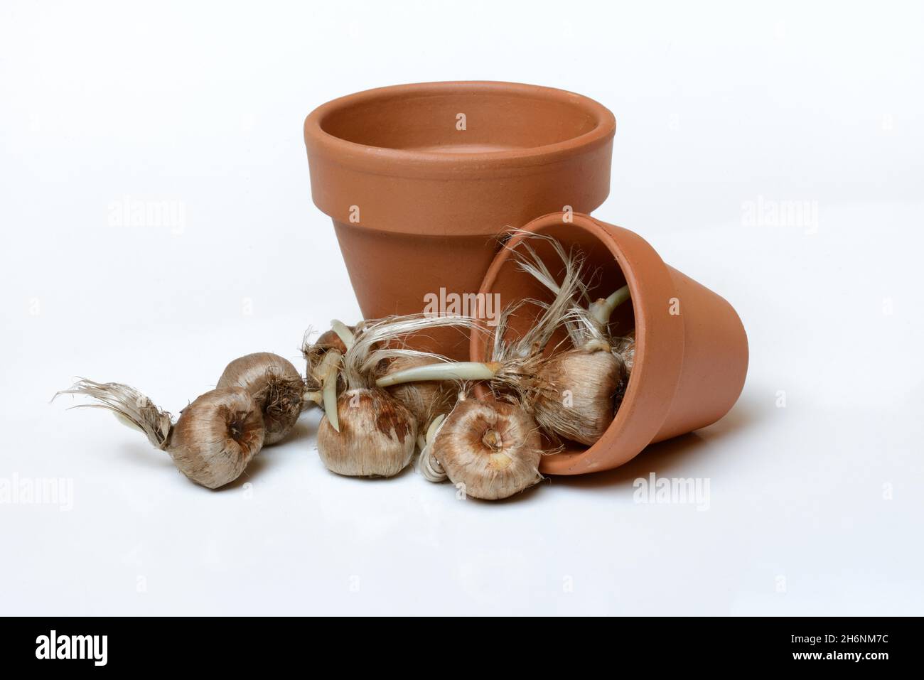 Onion family plants hi-res stock photography and images - Alamy