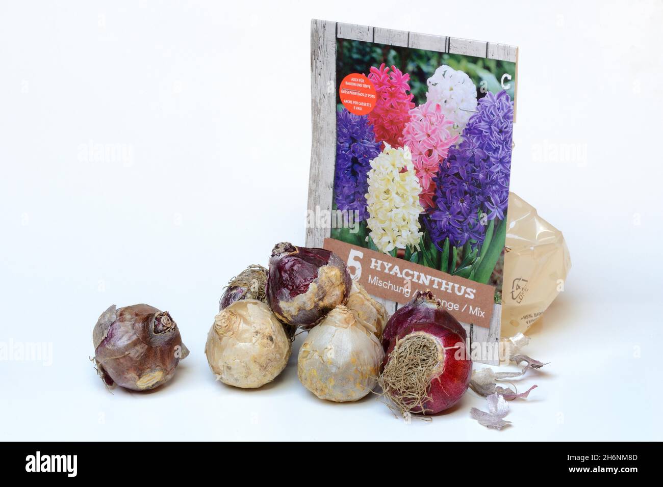 Bulbs of the garden hyacinth (Hyacinthus orientalis Stock Photo - Alamy