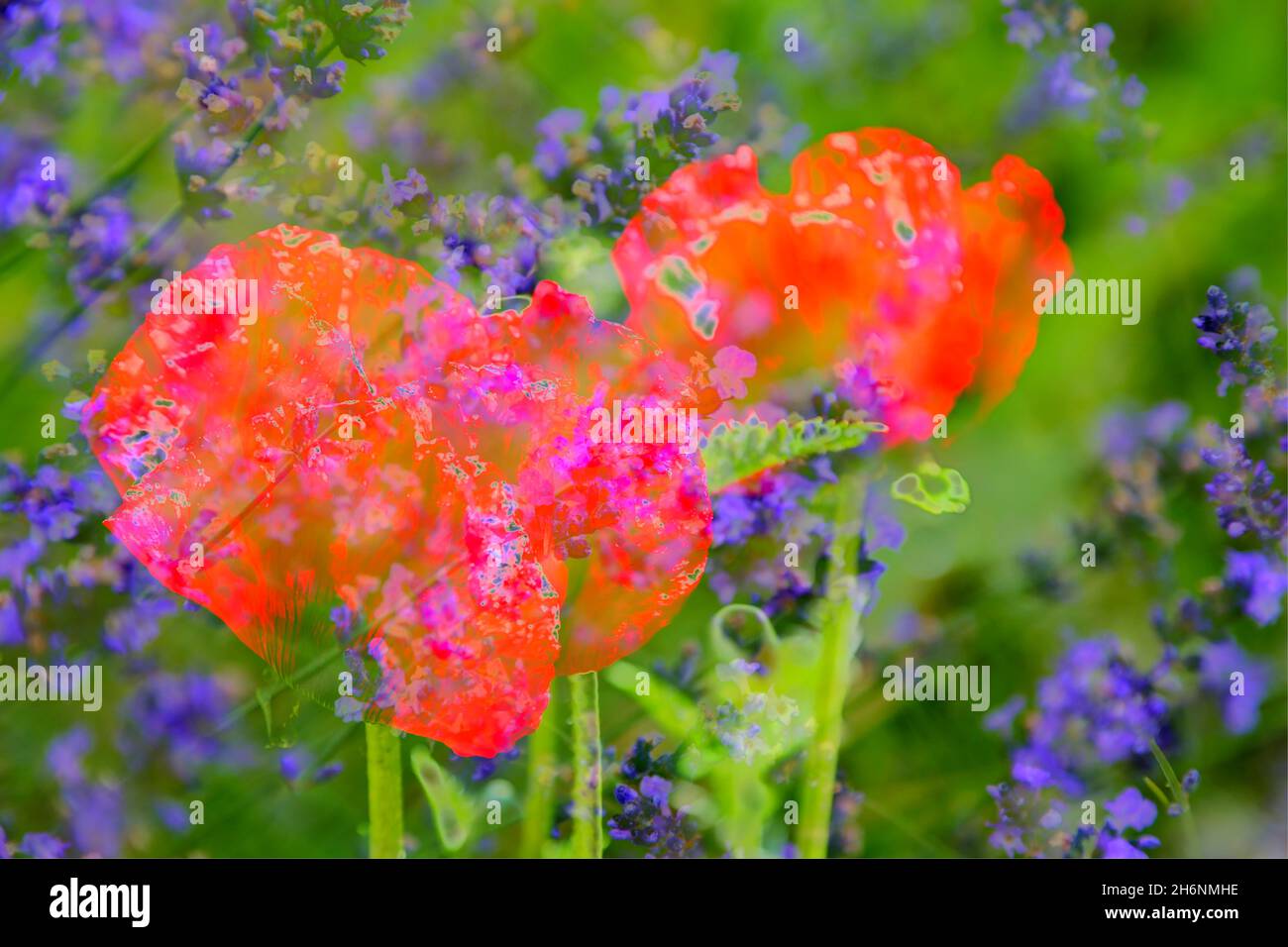 Poppy (Papaver) and Common lavender (Lavandula angustifolia) creatively ...