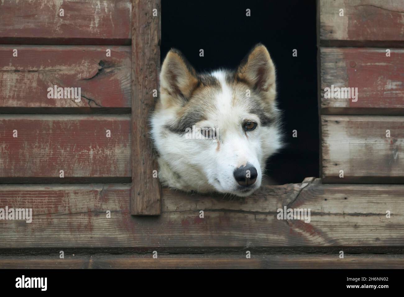 Husky look hi-res stock photography and images - Alamy