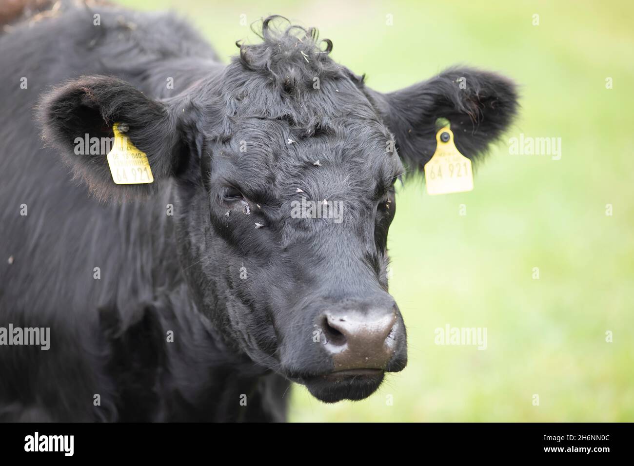 Aberdeen angus cattle hi-res stock photography and images - Alamy