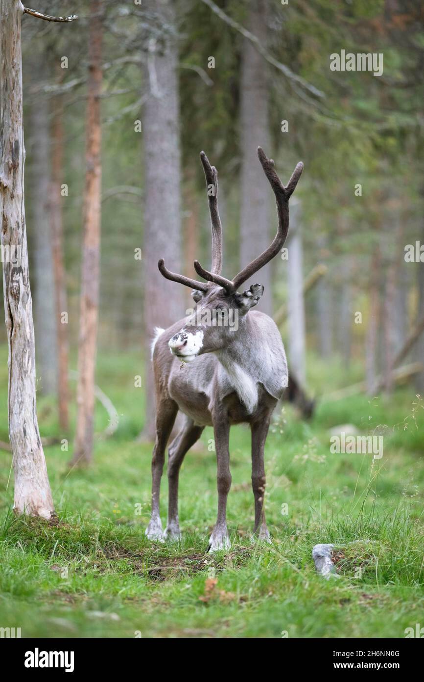 Finnish forest reindeer hi-res stock photography and images - Alamy