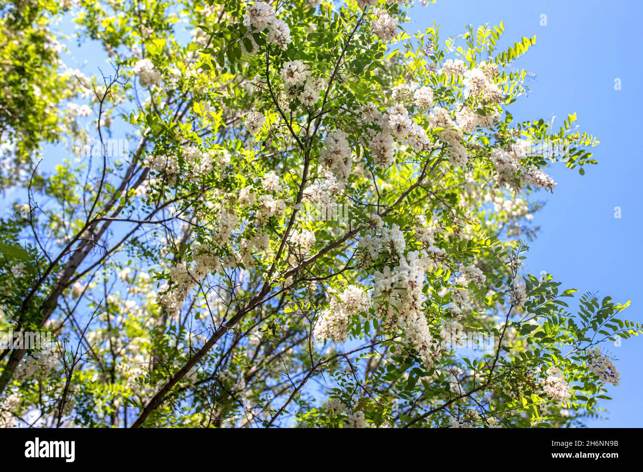 black locust, blossom, robinia pseudoacacia, Abundant flowering acacia ...