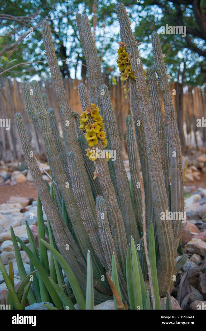 Big cactus with beautiful yellow flowers . Epupa, Namibia, Africa Stock ...