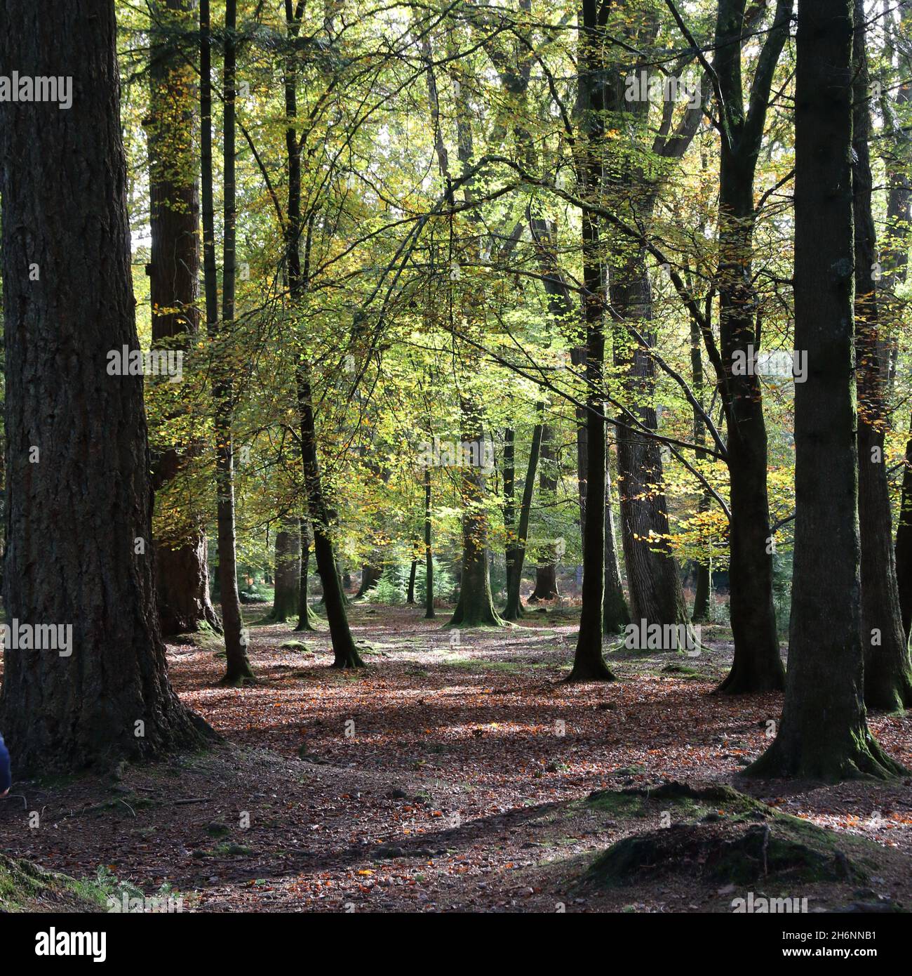 Autumn colour in the forest Stock Photo - Alamy