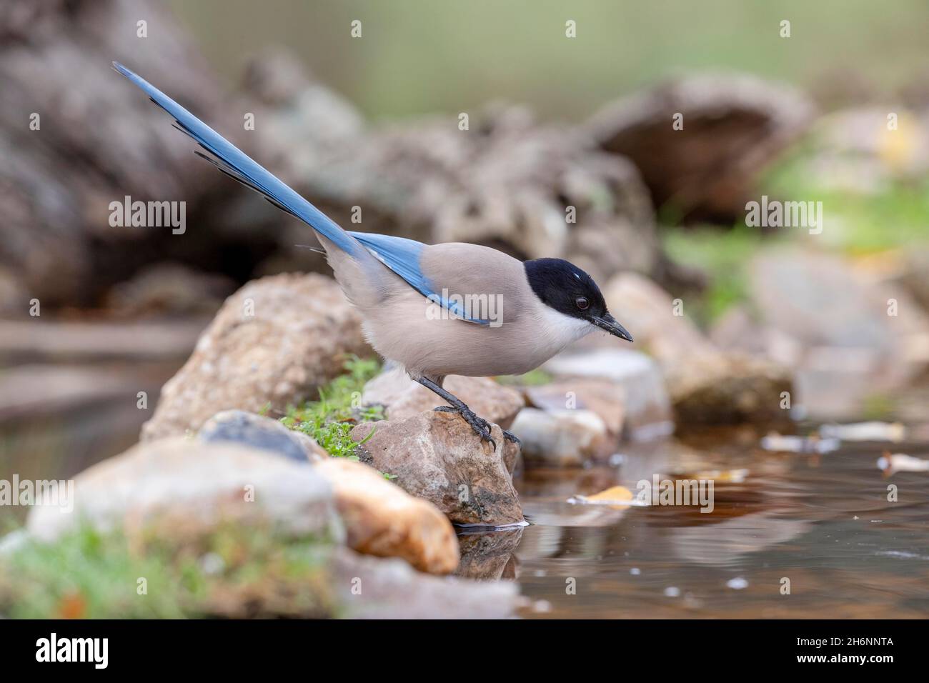 Azure-winged magpie (Cyanopica cyana) by the water, Andalusia, Spain ...