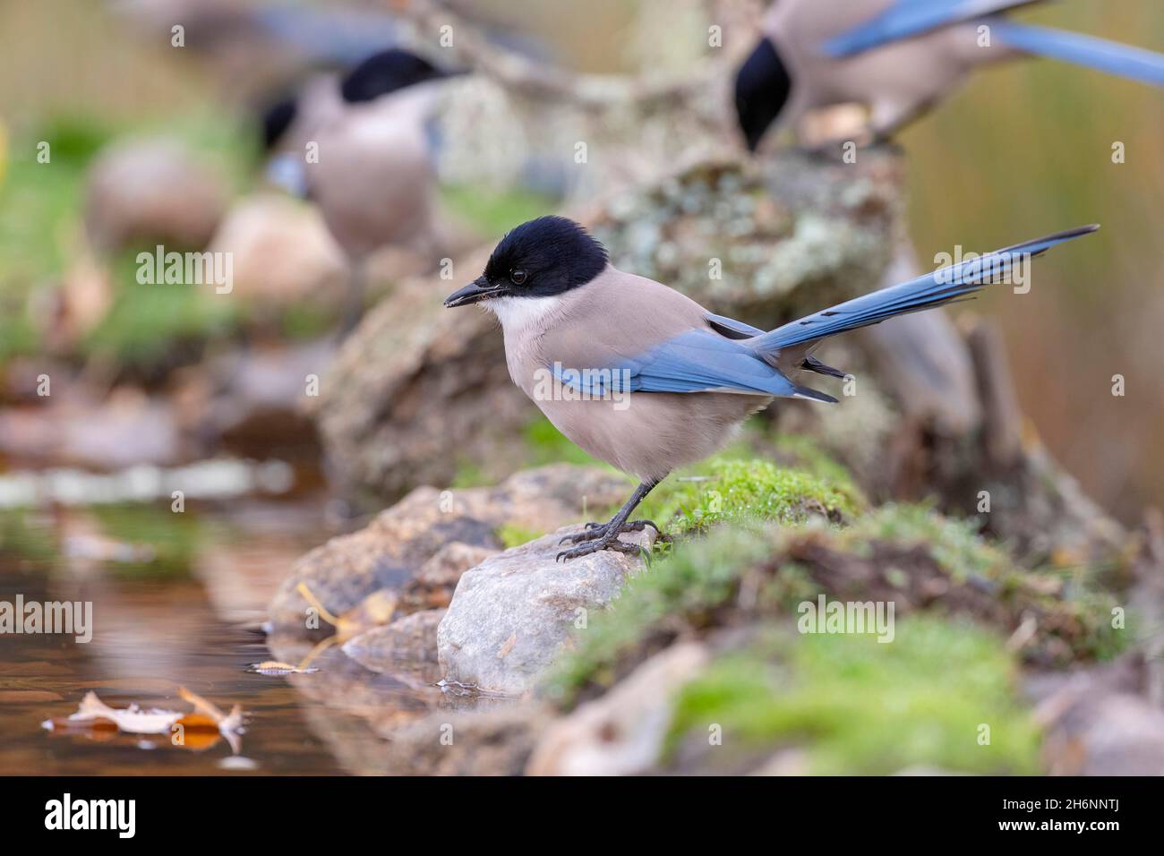 Azure-winged magpie (Cyanopica cyana) by the water, Andalusia, Spain ...