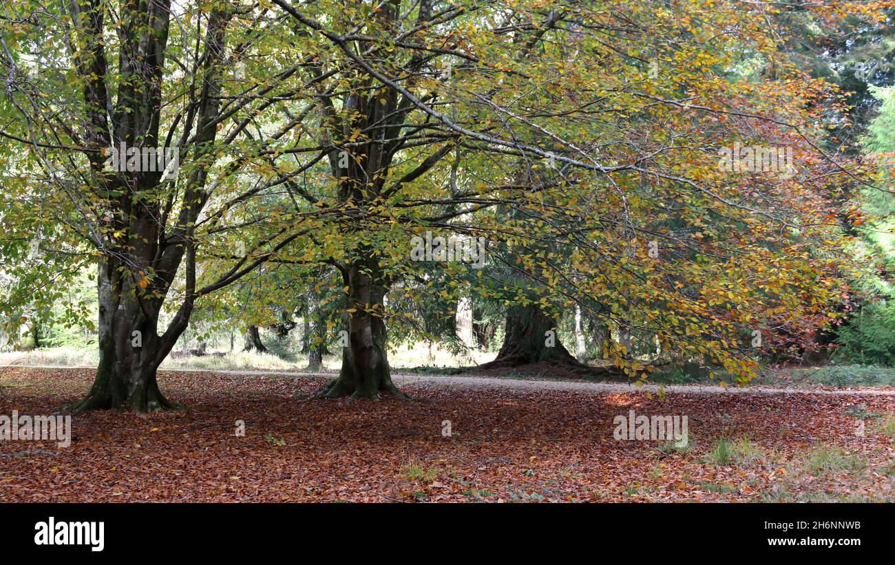 Autumn colour in the forest Stock Photo - Alamy