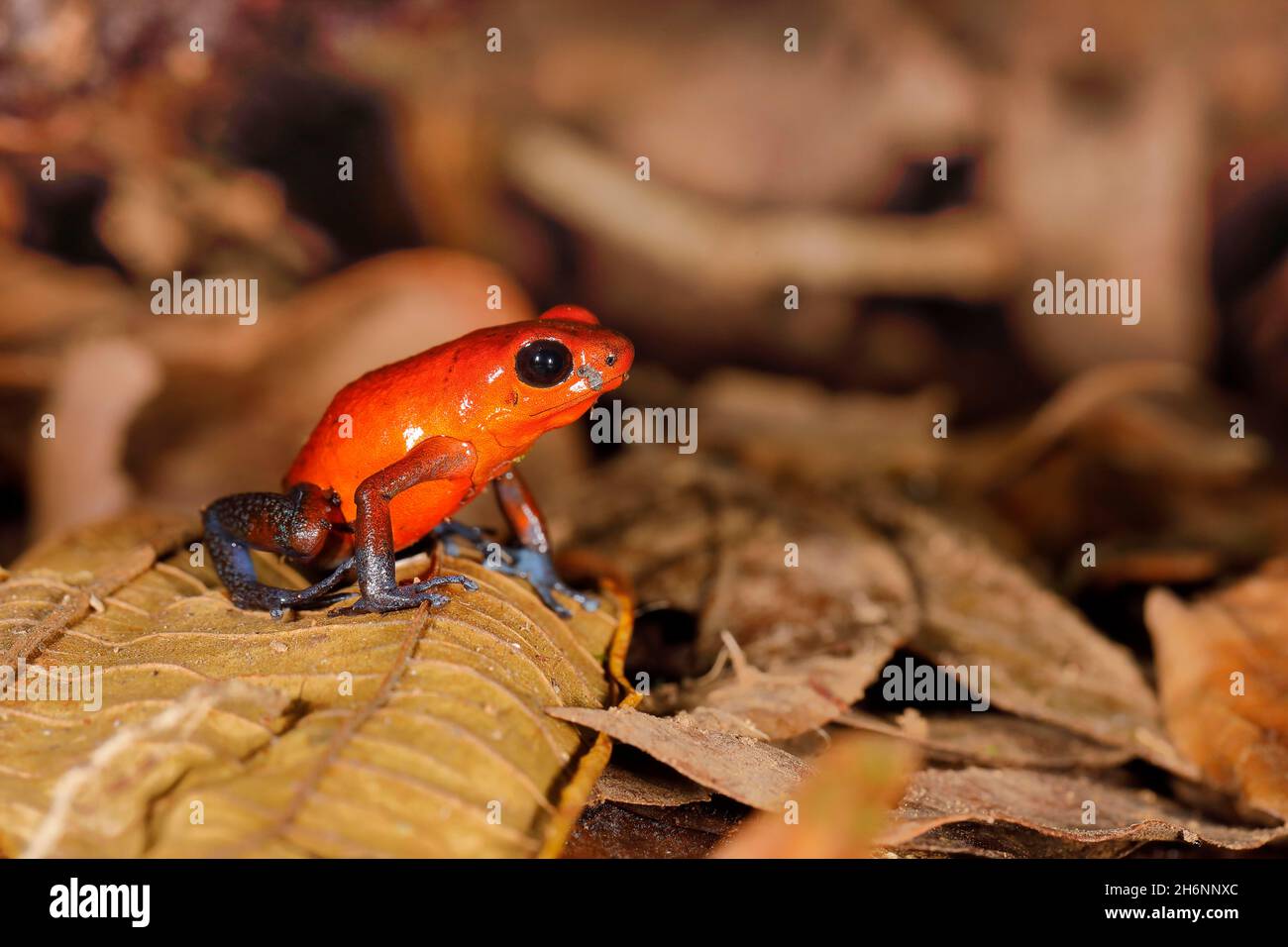 The strawberry poison-dart frog (Oophaga pumilio) is a poison dart frog ...