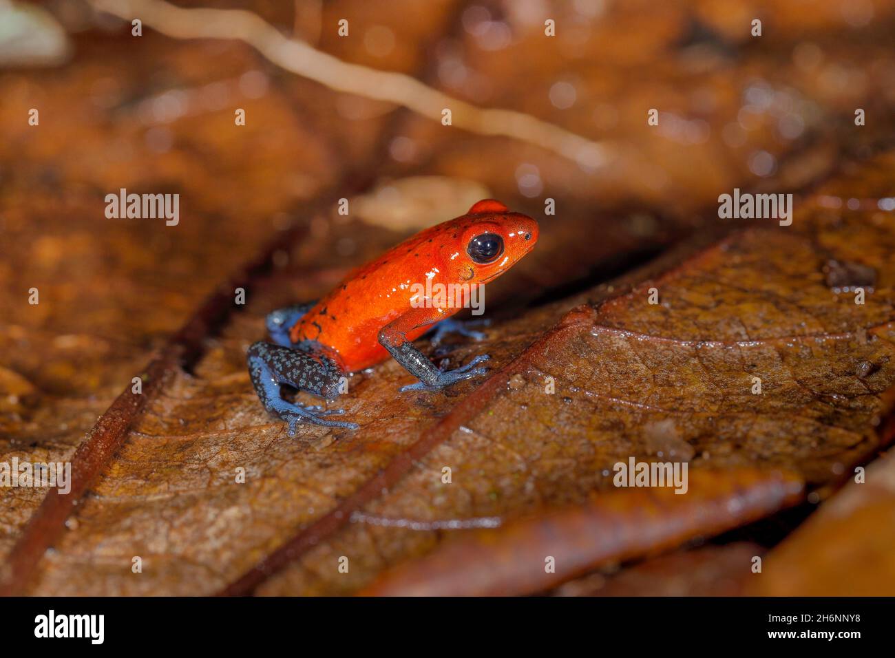 The strawberry poison-dart frog (Oophaga pumilio) on old leaves, a ...