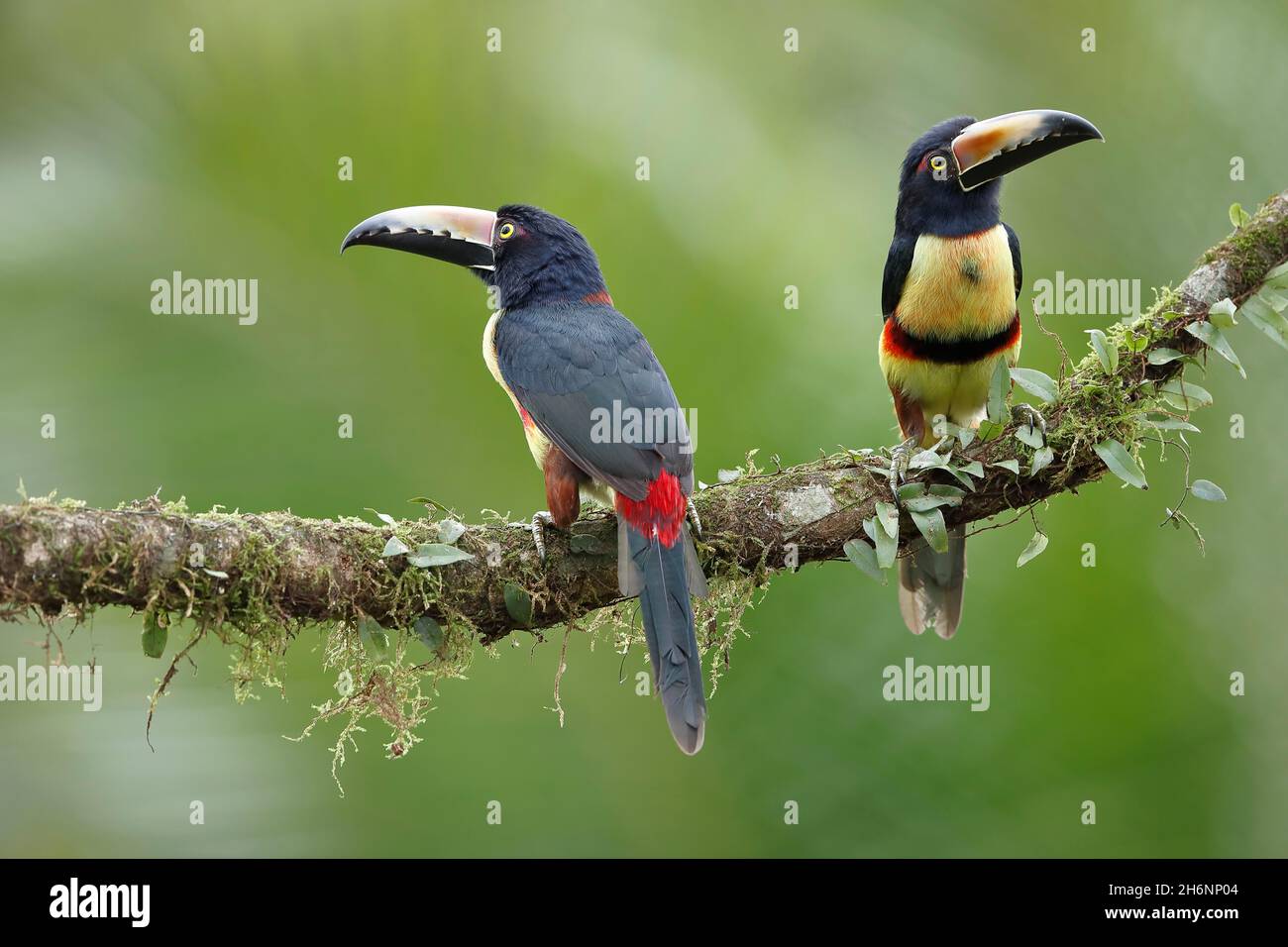2 collared aracari (Pteroglossus torquatus) on branch, Boca Tapada ...