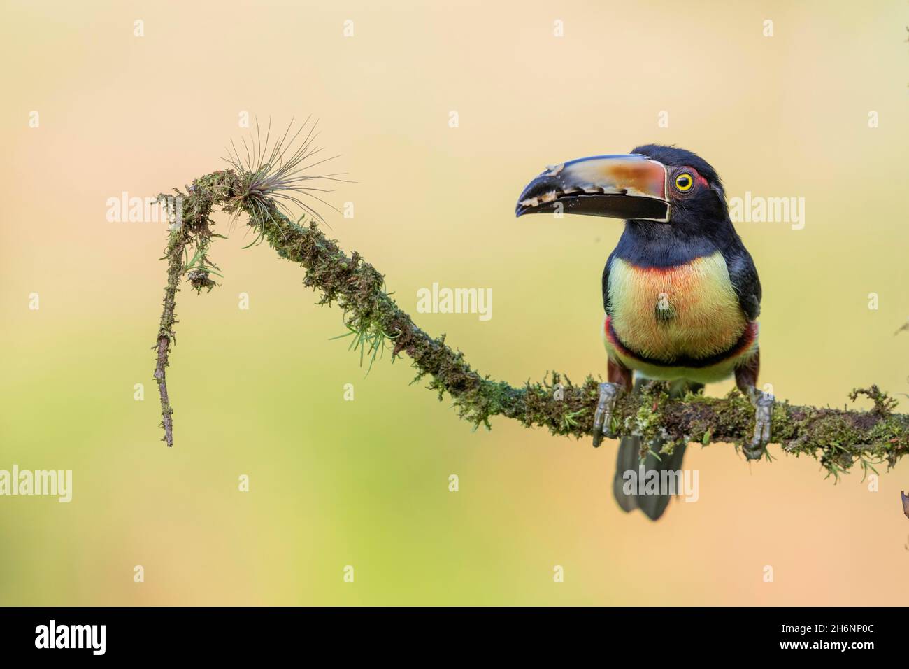 Collared aracari (Pteroglossus torquatus) on branch, Boca Tapada region ...
