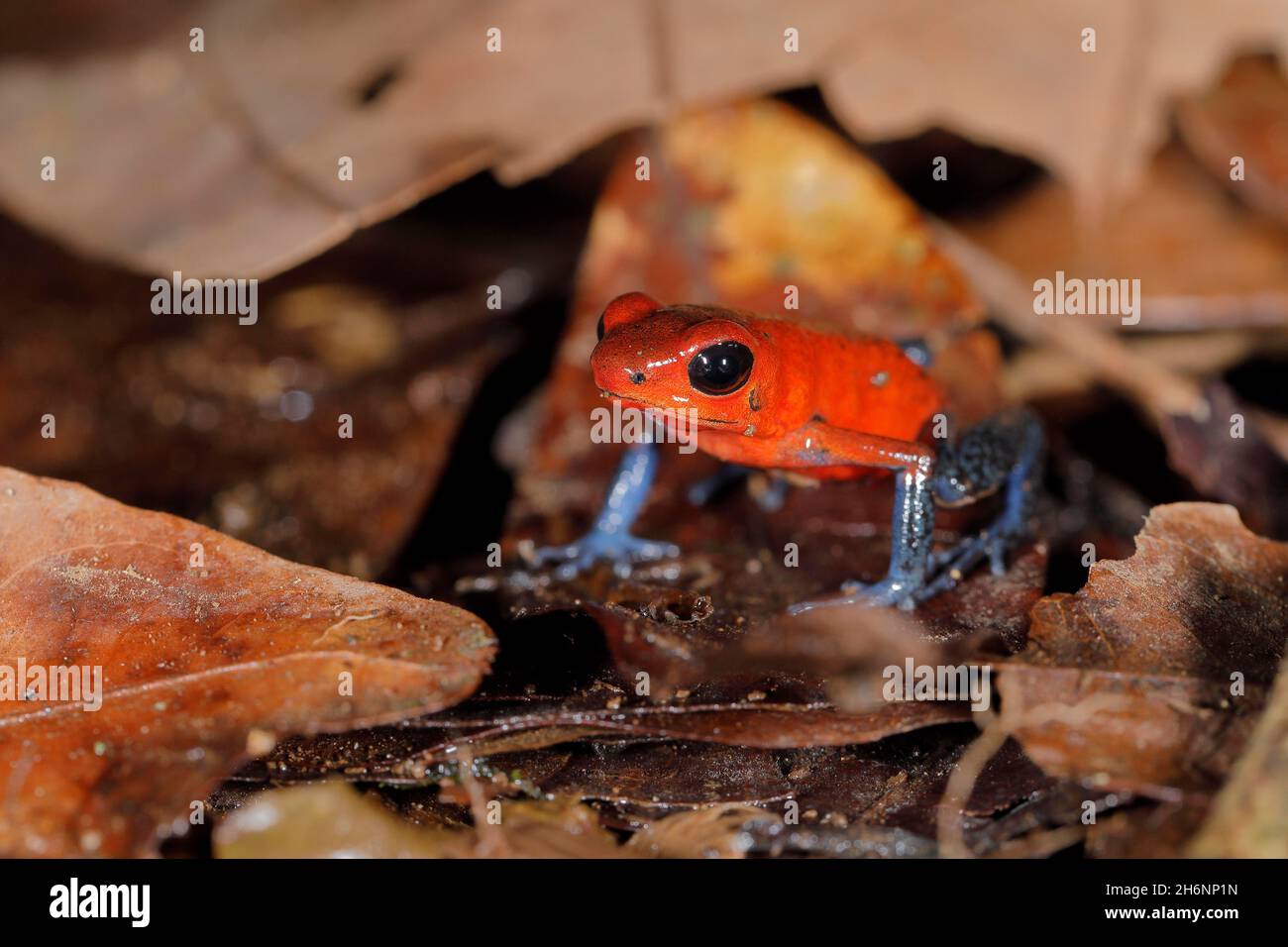 The strawberry poison-dart frog (Oophaga pumilio) on old leaves, a ...