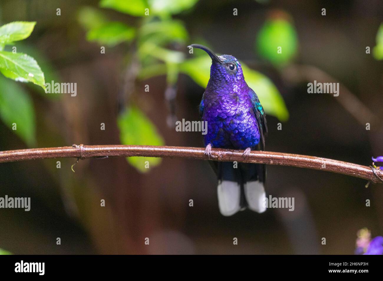 Violet Sabrewing (Campylopterus hemileucurus) or Purple Sabrewing, male ...